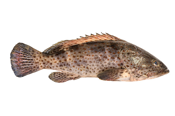 Fish – Valordia